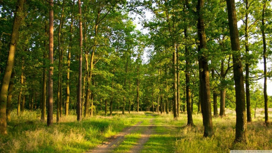 Bireysel Hatıra Ormanı